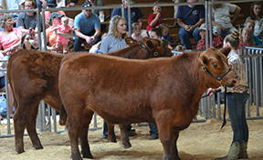Buncombe County: Showing a Steer at the 2021 NC State Fair? | N.C ...