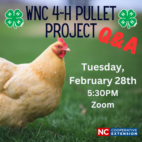 WNC 4-H Pullet Project Q&A | N.C. Cooperative Extension